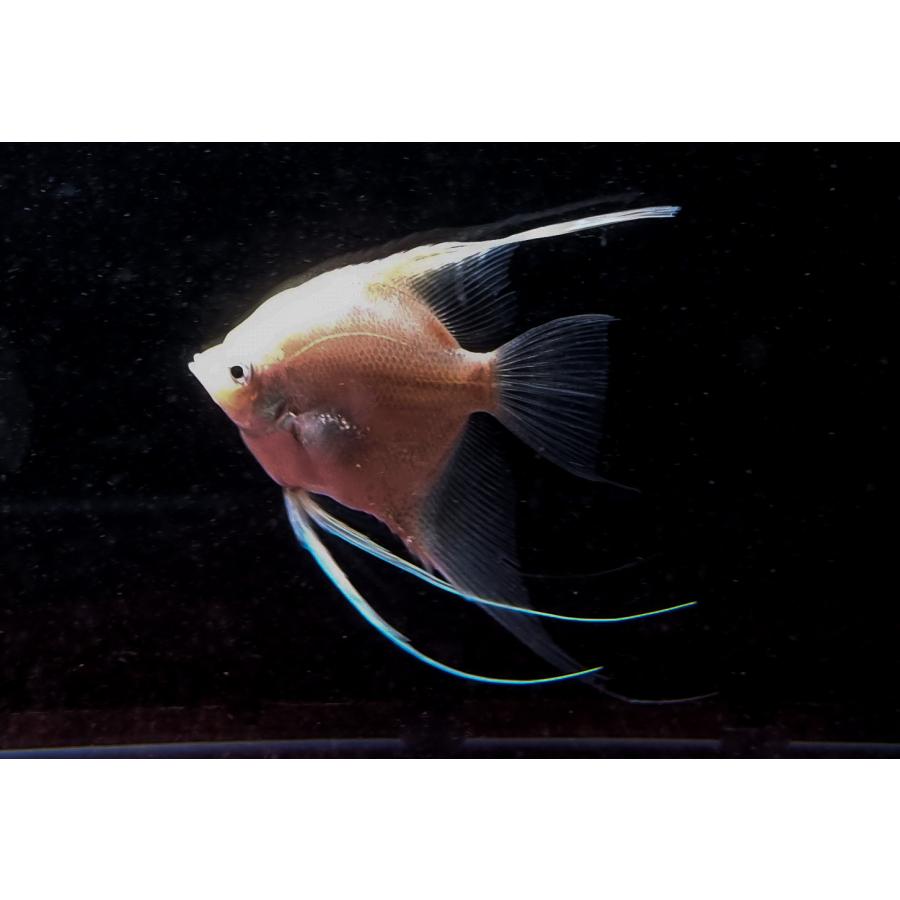 国産 エンジェルフィシュ ホワイト :EJ04:irodori.AQUA - 通販 - Yahoo!ショッピング