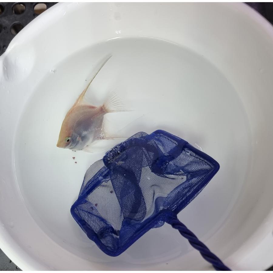 国産 エンジェルフィシュ ホワイト :EJ04:irodori.AQUA - 通販 - Yahoo!ショッピング