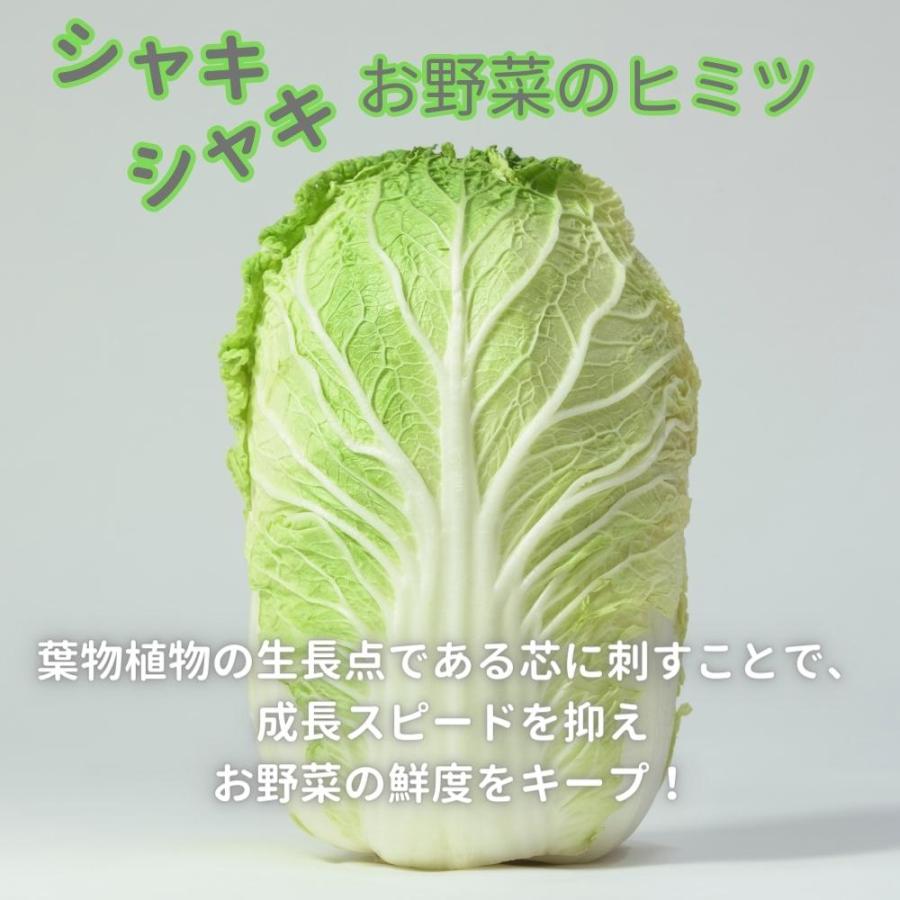 COGIT コジット Vegista ベジシャキちゃん メール便対応 野菜 長持ちさせる キッチンアイテム 鮮度維持 鮮度保持 : 彩り空間ホームライフ館 - 通販 - Yahoo!ショッピング