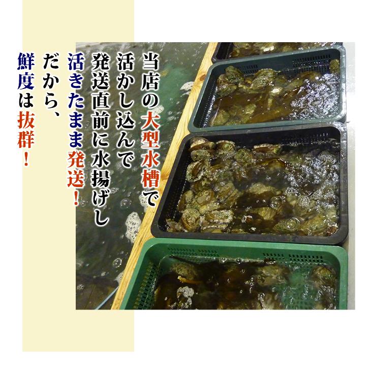 天然黒あわび SSサイズ 120〜140g 1枚 [あわび] : まるか水産Yahoo!店 - 通販 - Yahoo!ショッピング