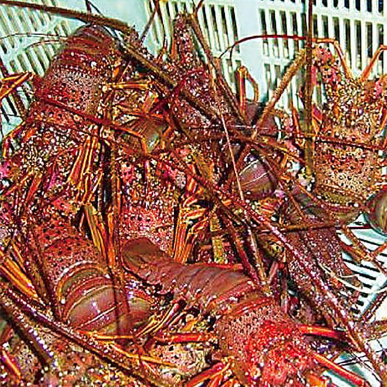 伊勢海老 冷凍（加熱用） 特大（800g〜1kg）1尾 [魚介類] （活〆冷凍） :bbq-001-12:まるか水産Yahoo!店 - 通販 - Yahoo!ショッピング