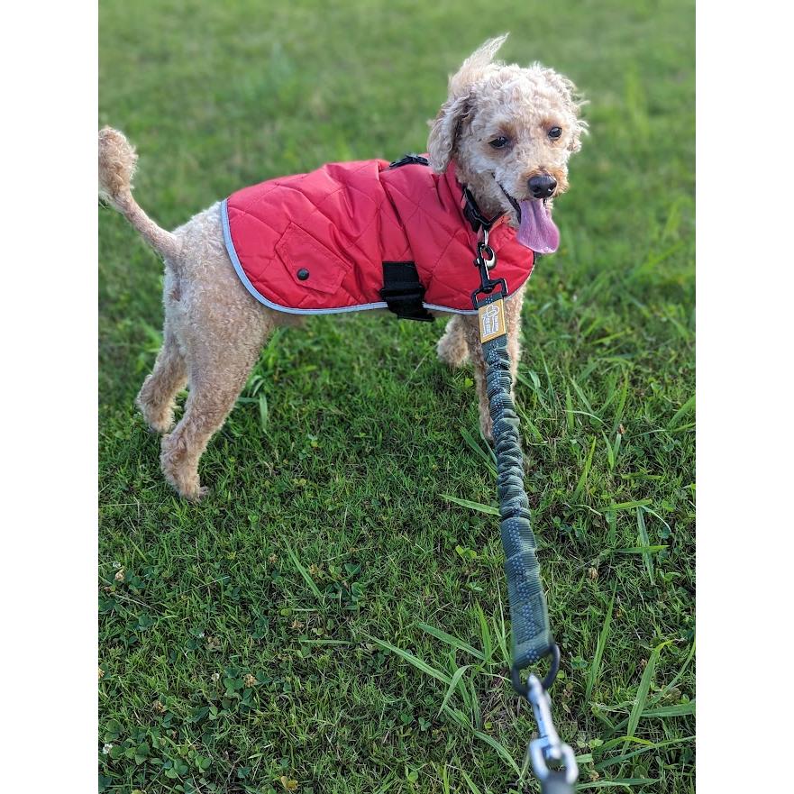 (The Little Dog Star) 犬用 延長リード バンジー・アンチショック・エクステンダー 衝撃吸収 ショック軽減 フレキシなどの ...
