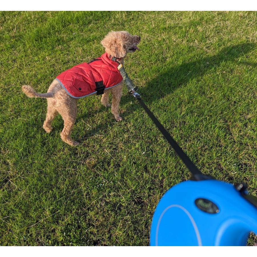 (The Little Dog Star) 犬用 延長リード バンジー・アンチショック・エクステンダー 衝撃吸収 ショック軽減 フレキシなどの ...