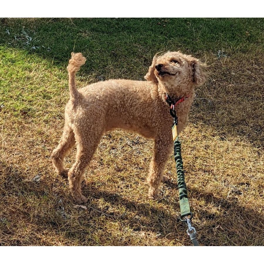 (The Little Dog Star) 犬用 延長リード バンジー・アンチショック・エクステンダー 衝撃吸収 ショック軽減 フレキシなどの ...