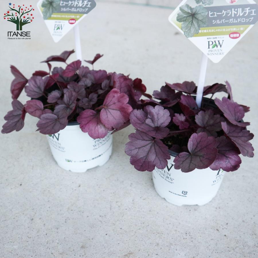 ITANSE ヒューケラ・ドルチェ シルバーガムドロップ 花苗 カラーリーフ・多年草 10.5cmポット苗 お買い得2個セット 花の苗 送料無料 イタンセ公式 : 野菜苗・植物・青果物販売の ...
