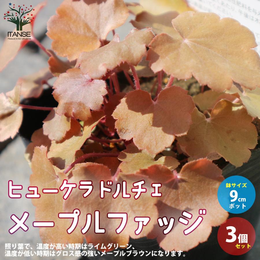 ITANSE ヒューケラ ・ドルチェ・メープルファッジ 花苗 カラーリーフ・多年草 9cmポット苗 お買い得3個セット 送料無料 イタンセ公式 : 野菜苗・植物・青果物販売のITANSE ...