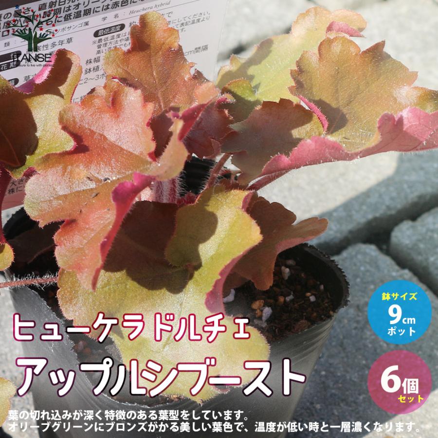 ITANSE ヒューケラ ・ドルチェ・アップルシブースト 花苗 カラーリーフ・多年草 9cmポット苗 お買い得6個セット 送料無料 イタンセ公式 : 野菜苗・植物・青果物販売のITANSE ...