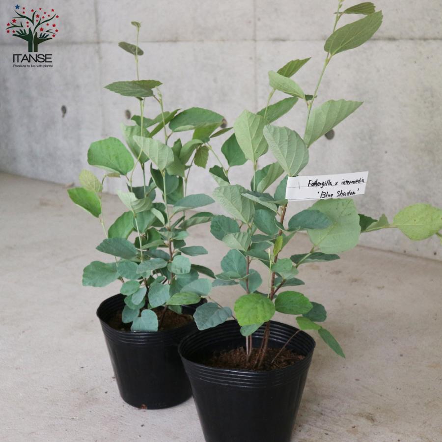 ITANSE フォッサギラ ブルーシャドウ 庭木 5.5号ポット 1個売り 植木 花木 観賞用 新生活 プレゼント 贈答 送料無料 イタンセ公式 : 野菜苗・植物・青果物販売のITANSE ...