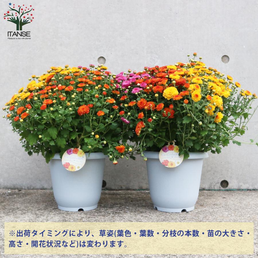 ITANSE ガーデンマム・ジジ 4色寄せ植え 花苗 多年草 6.5号鉢 大苗 1個売り フラワーギフト 贈り物 インテリア 窓辺 送料無料 イタンセ公式 : 野菜苗・植物・青果物販売の ...