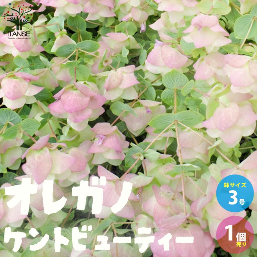 ITANSE オレガノ ケントビューティー ハーブ苗 花苗 3号ポット 1個売り 送料無料 イタンセ公式 : 野菜苗・植物・青果物販売のITANSE - 通販 - Yahoo!ショッピング