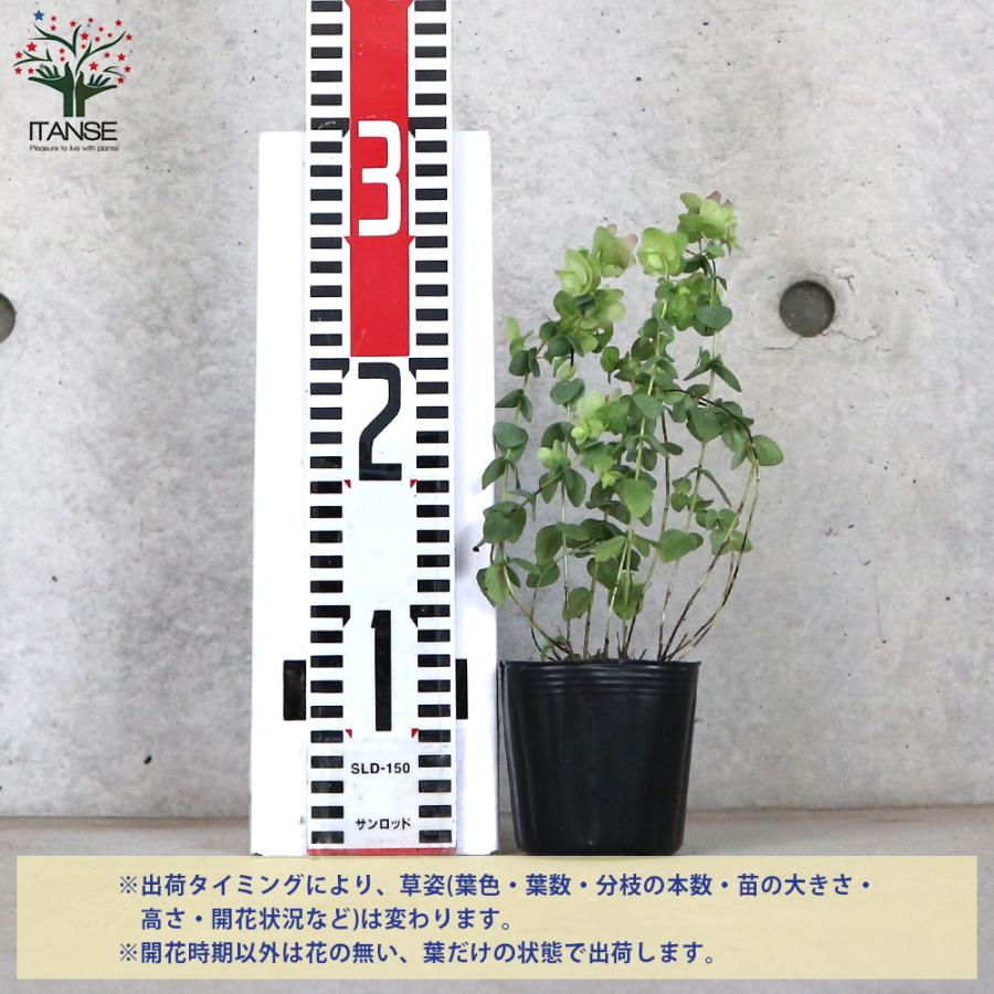 ITANSE オレガノ ケントビューティー ハーブ苗 花苗 3号ポット 1個売り 送料無料 イタンセ公式 : 野菜苗・植物・青果物販売のITANSE - 通販 - Yahoo!ショッピング