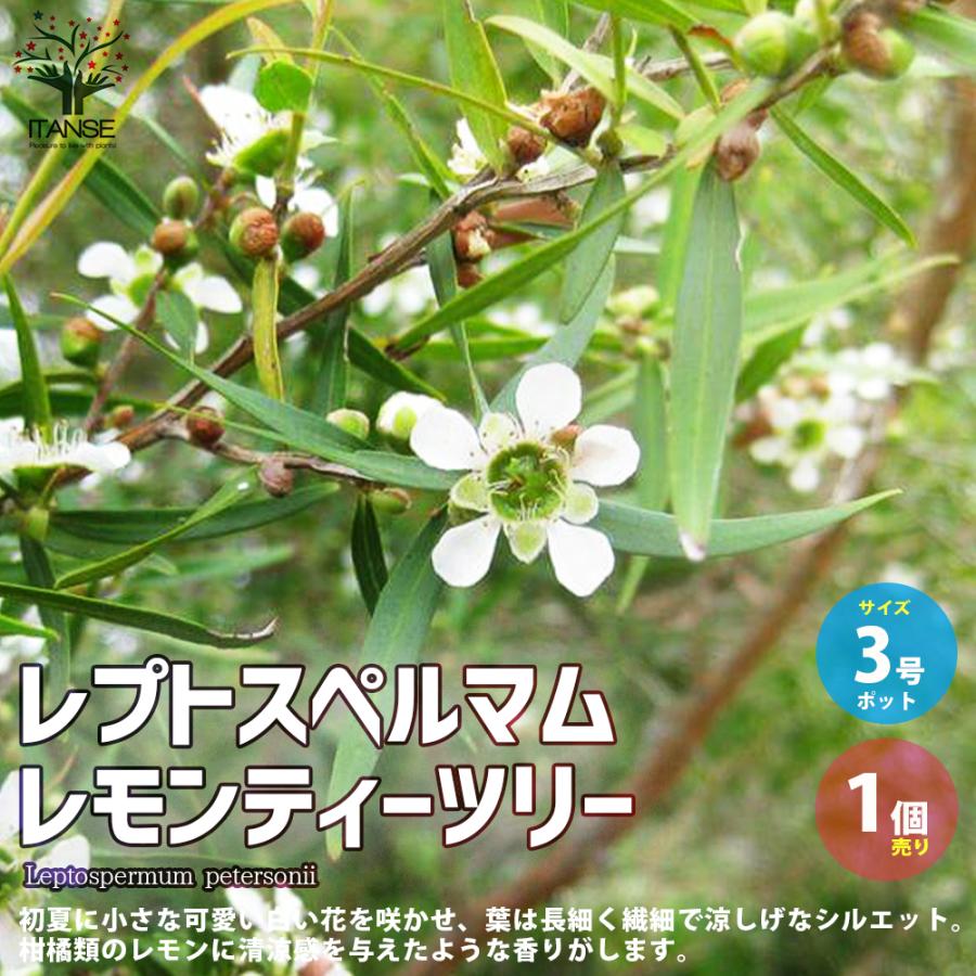 ITANSE レプトスペルマム・レモンティーツリー ハーブ苗 庭木 3号ポット 1個売り 送料無料 イタンセ公式 : han01537 : 野菜苗・植物・青果物販売のITANSE - 通販 ...