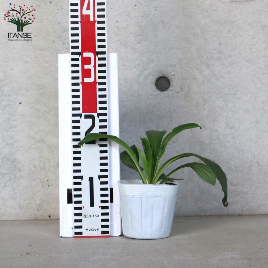 ITANSE ジギタリス コーヒークリーム(カフェクリーム) 宿根草 花苗 10.5cmポット 1個売り フラワーガーデン 寄せ植え 送料無料 イタンセ公式 : 野菜苗・植物・青果物販売の ...