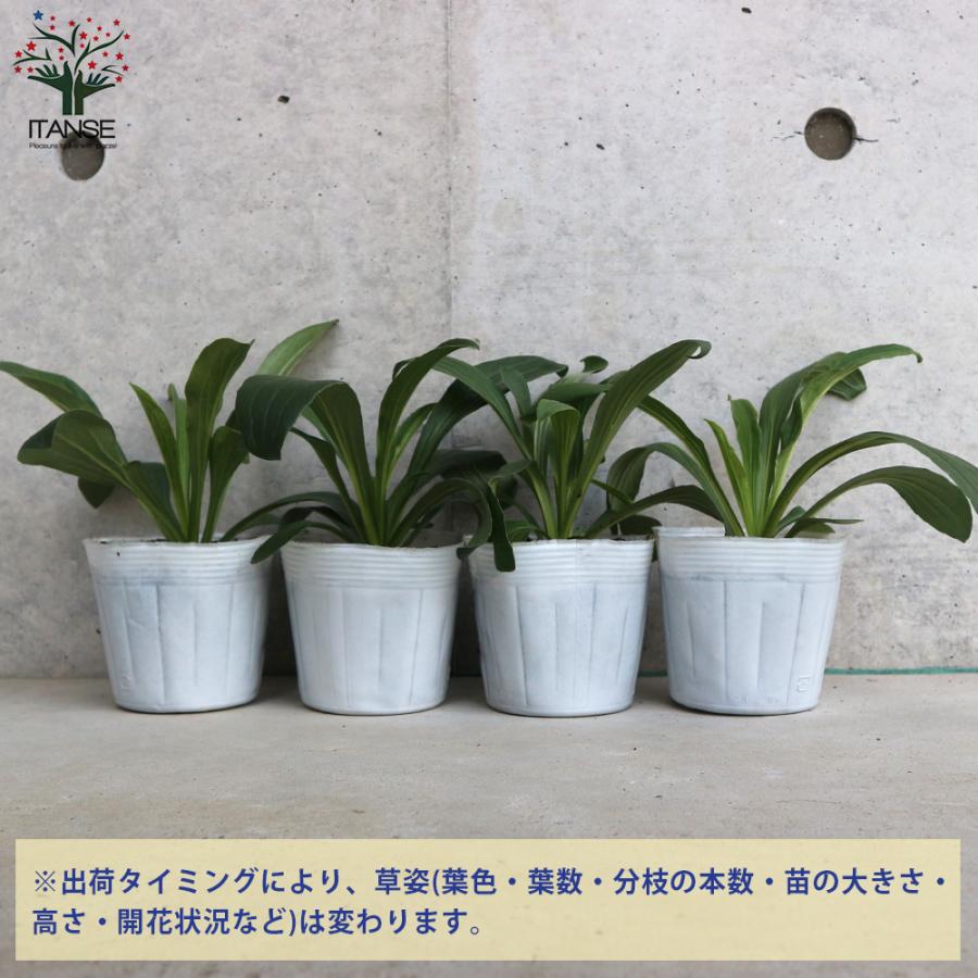 ITANSE ジギタリス コーヒークリーム(カフェクリーム) 宿根草 花苗 10.5cmポット 1個売り フラワーガーデン 寄せ植え 送料無料 イタンセ公式 : 野菜苗・植物・青果物販売の ...