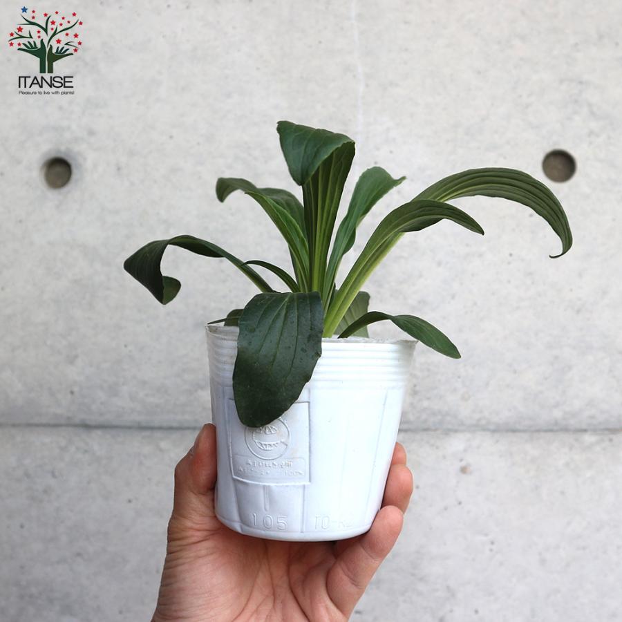 ITANSE ジギタリス コーヒークリーム(カフェクリーム) 宿根草 花苗 10.5cmポット 1個売り フラワーガーデン 寄せ植え 送料無料 イタンセ公式 : han01639 : 野菜苗 ...