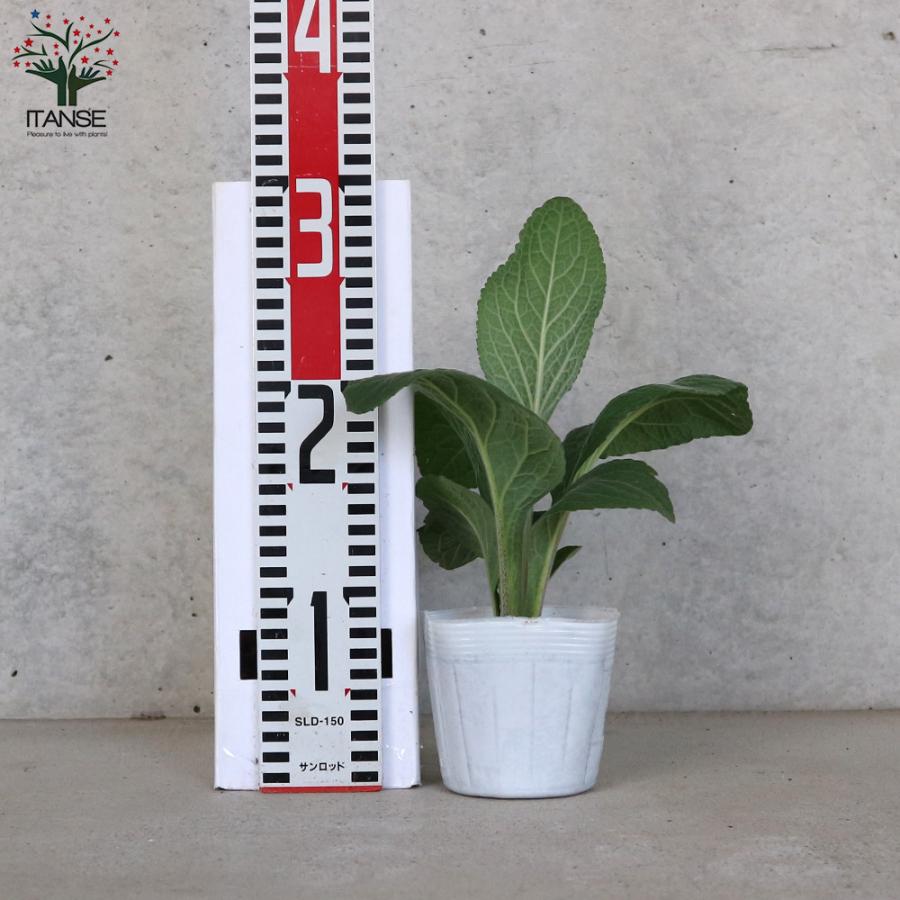 ITANSE ジギタリス シルバーフォックス 宿根草 花苗 10.5cmポット お買い得2個セット フラワーガーデン 寄せ植え 送料無料 イタンセ公式 : 野菜苗・植物・青果物販売の ...