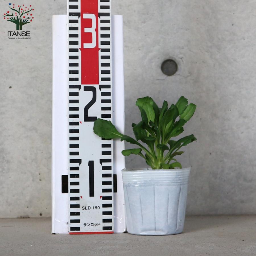 ITANSE スカビオサ・エースオブスペード 花苗 10.5cmポット お買い得4個セット フラワーガーデン 寄せ植え 送料無料 イタンセ公式 : 野菜苗・植物・青果物販売のITANSE ...