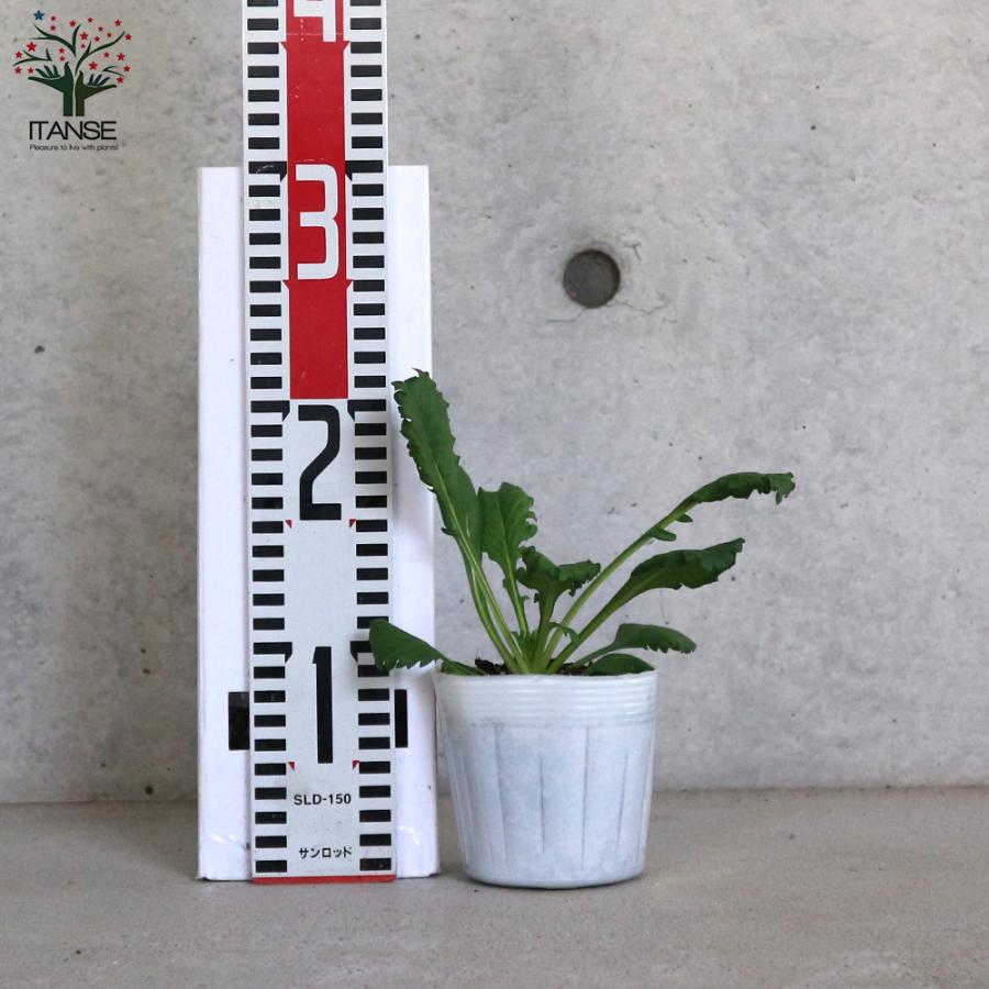 ITANSE スカビオサ・オックスフォードブルー 花苗 10.5cmポット お買い得4個セット フラワーガーデン 寄せ植え 送料無料 イタンセ公式 : 野菜苗・植物・青果物販売のITANSE ...