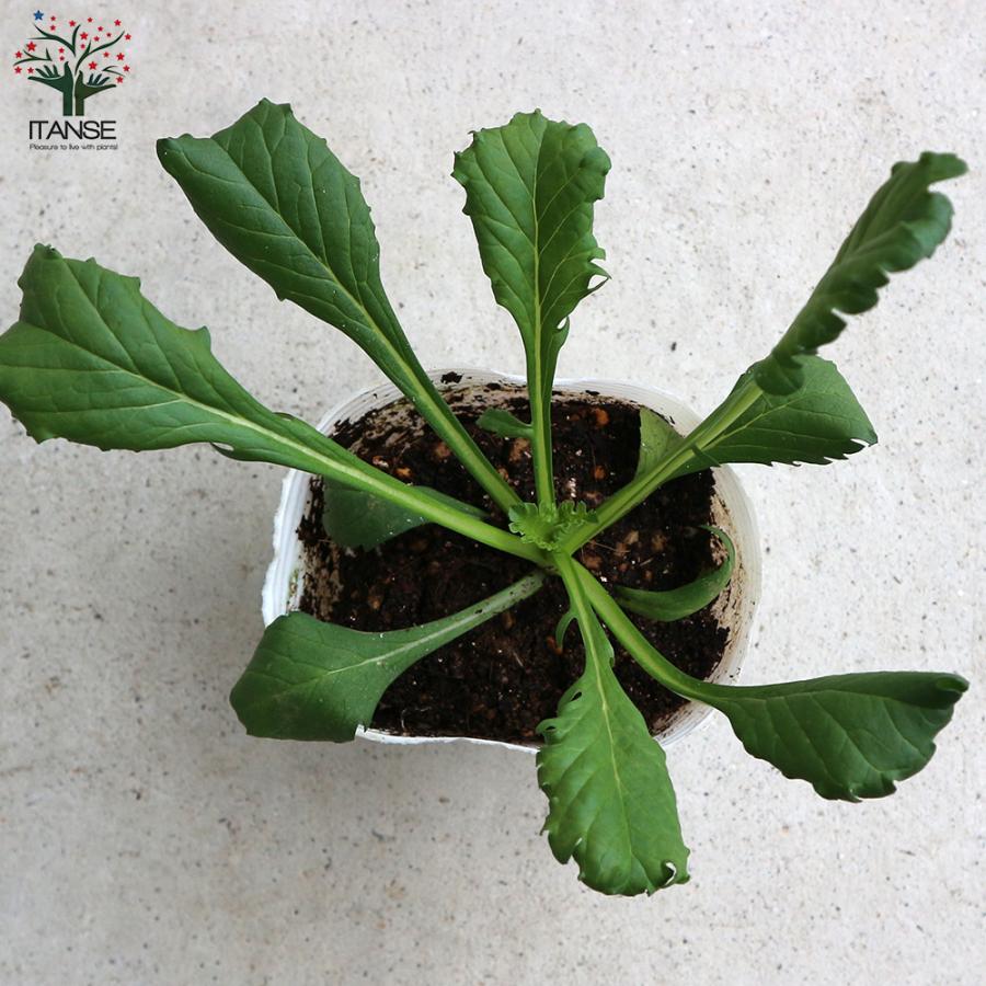 ITANSE スカビオサ・オックスフォードブルー 花苗 10.5cmポット お買い得4個セット フラワーガーデン 寄せ植え 送料無料 イタンセ公式 : 野菜苗・植物・青果物販売のITANSE ...