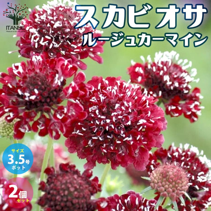 ITANSE スカビオサ・ルージュカーマイン 花苗 10.5cmポット お買い得2個セット フラワーガーデン 寄せ植え 送料無料 イタンセ公式 : 野菜苗・植物・青果物販売のITANSE ...