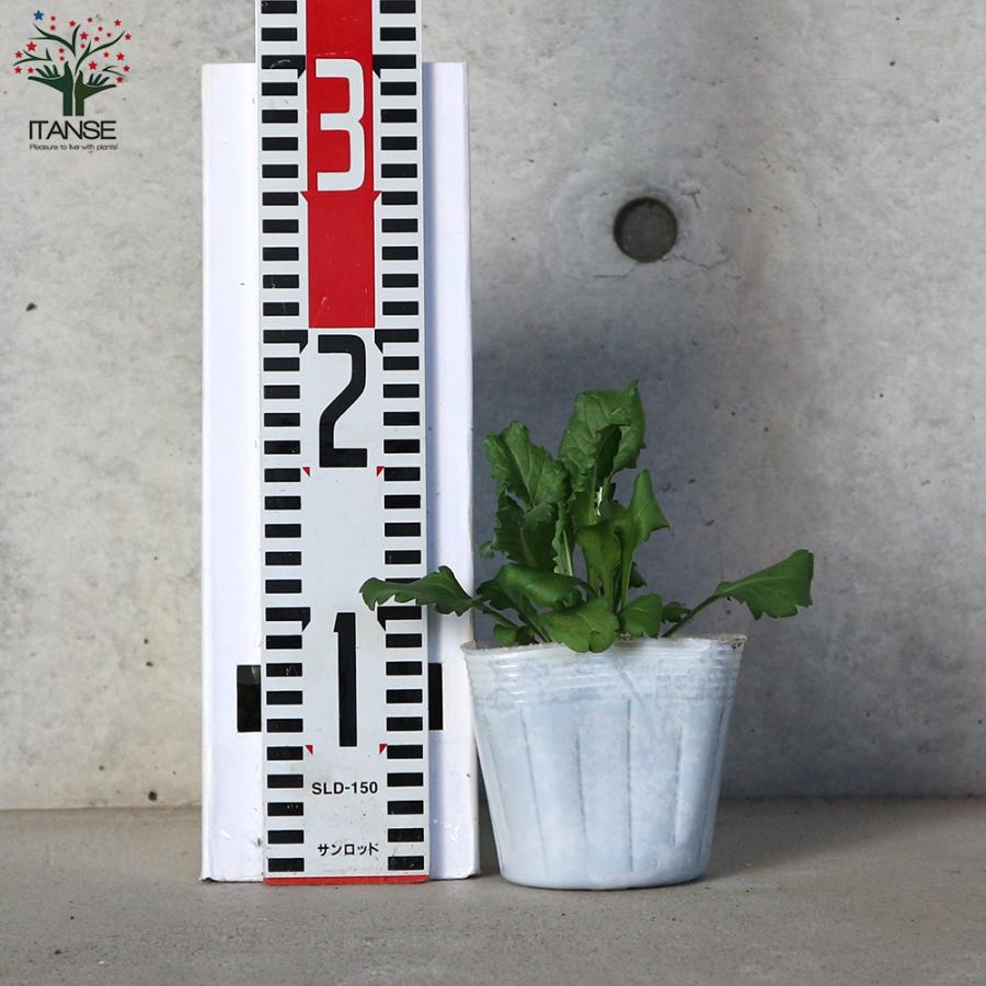 ITANSE スカビオサ・ルージュカーマイン 花苗 10.5cmポット お買い得4個セット フラワーガーデン 寄せ植え 送料無料 イタンセ公式 : 野菜苗・植物・青果物販売のITANSE ...