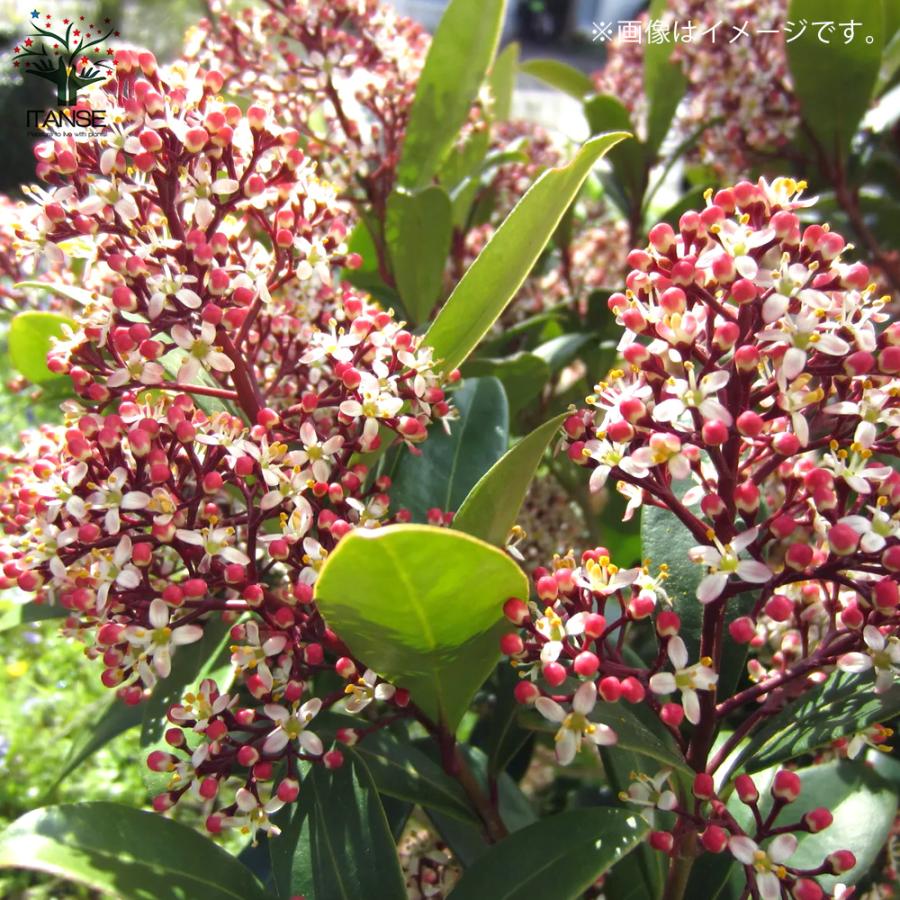 ITANSE 日本の暑さに強い!スキミア新品種 色MIX見計らいセット 庭木 3〜3.5号ポット お買い得4個セット 送料無料 イタンセ公式 :han01791:野菜苗・植物・青果物販売の ...