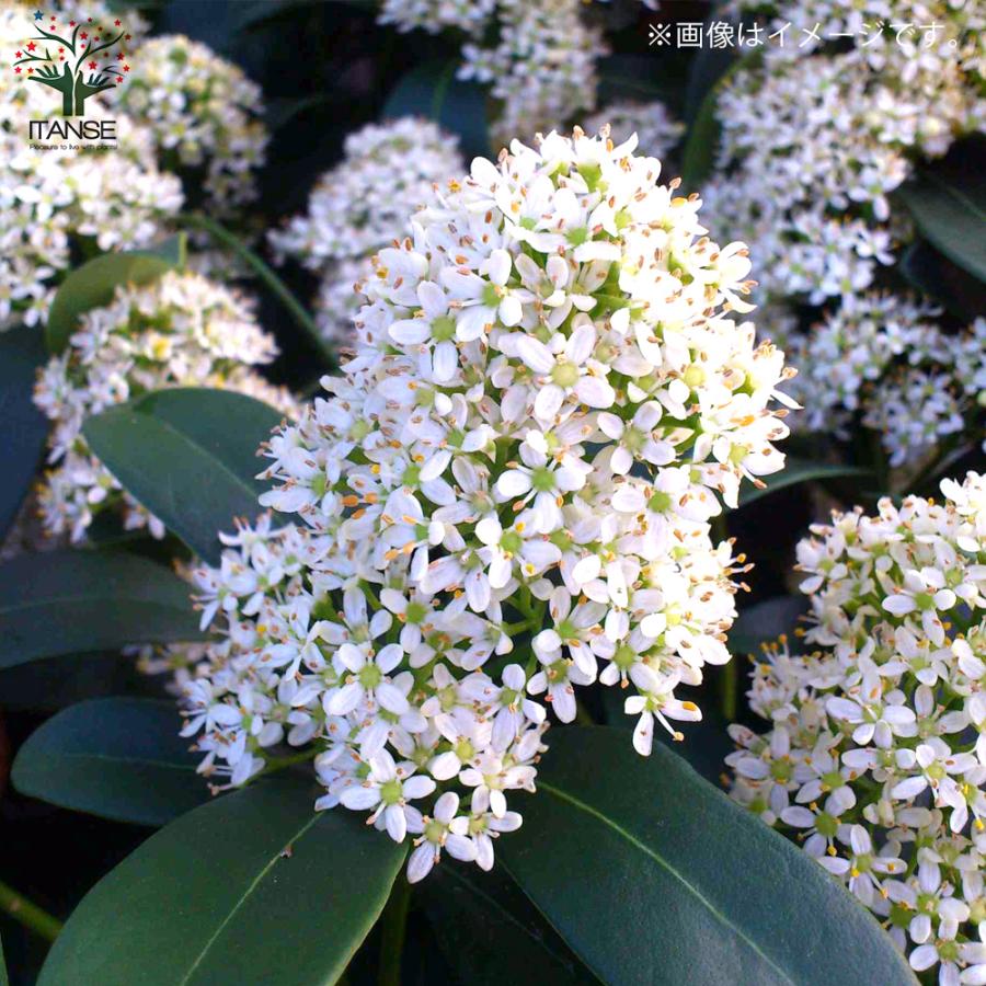 ITANSE 日本の暑さに強い!スキミア新品種 色MIX見計らいセット 庭木 3〜3.5号ポット お買い得4個セット 送料無料 イタンセ公式 :han01791:野菜苗・植物・青果物販売の ...