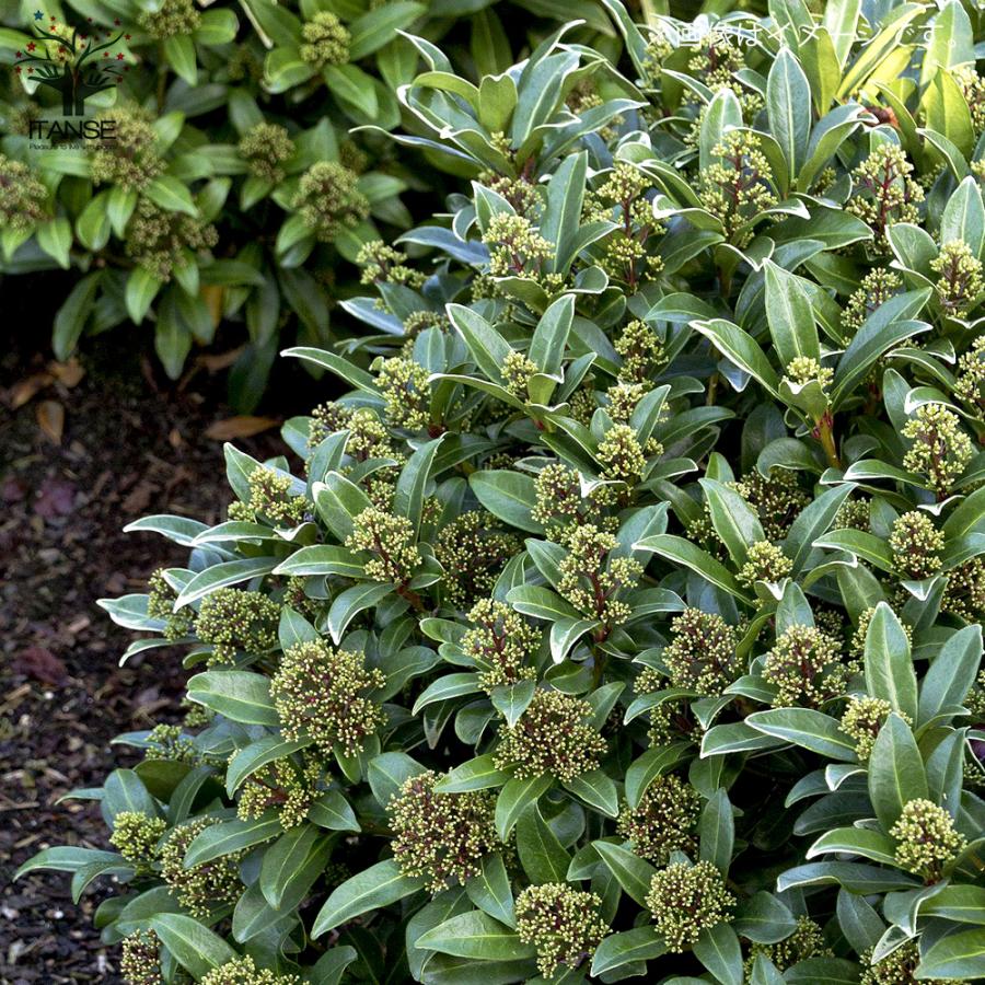 ITANSE 日本の暑さに強い!スキミア新品種 色MIX見計らいセット 庭木 3〜3.5号ポット お買い得4個セット 送料無料 イタンセ公式 :han01791:野菜苗・植物・青果物販売の ...