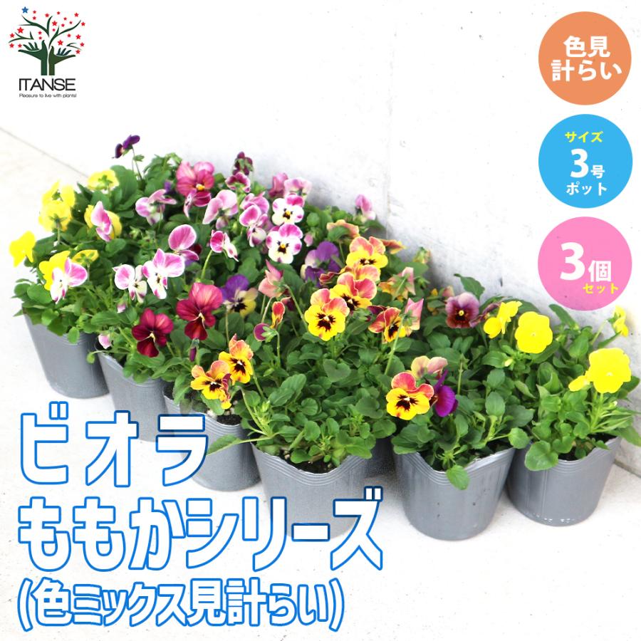 ITANSE ビオラ ""ももか""シリーズ 色ミックス(花色：2〜3色) 花苗 3号ポット苗 お買い得3個セット寄せ植え 送料無料 イタンセ公式 : 野菜苗・植物・青果物販売のITANSE ...