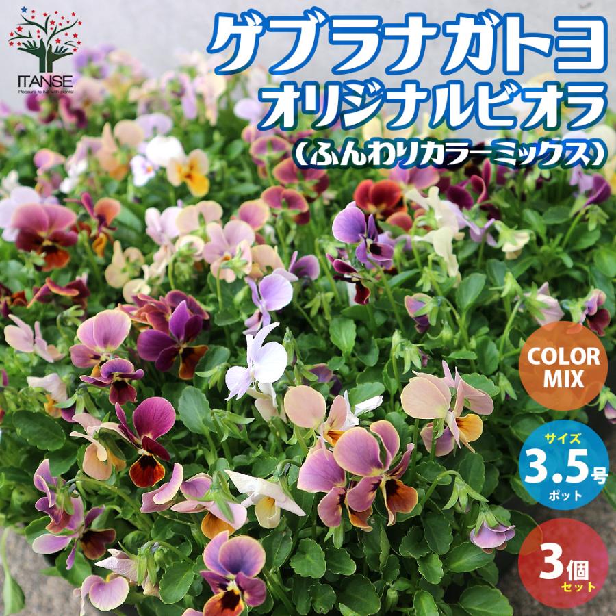 ITANSE "ゲブラナガトヨ""オリジナルビオラ"" ふんわりカラーミックス 花苗 3.5号ポット お買い得3個セット 送料無料 イタンセ公式 : han01829 : 野菜苗・植物・青果物 ...