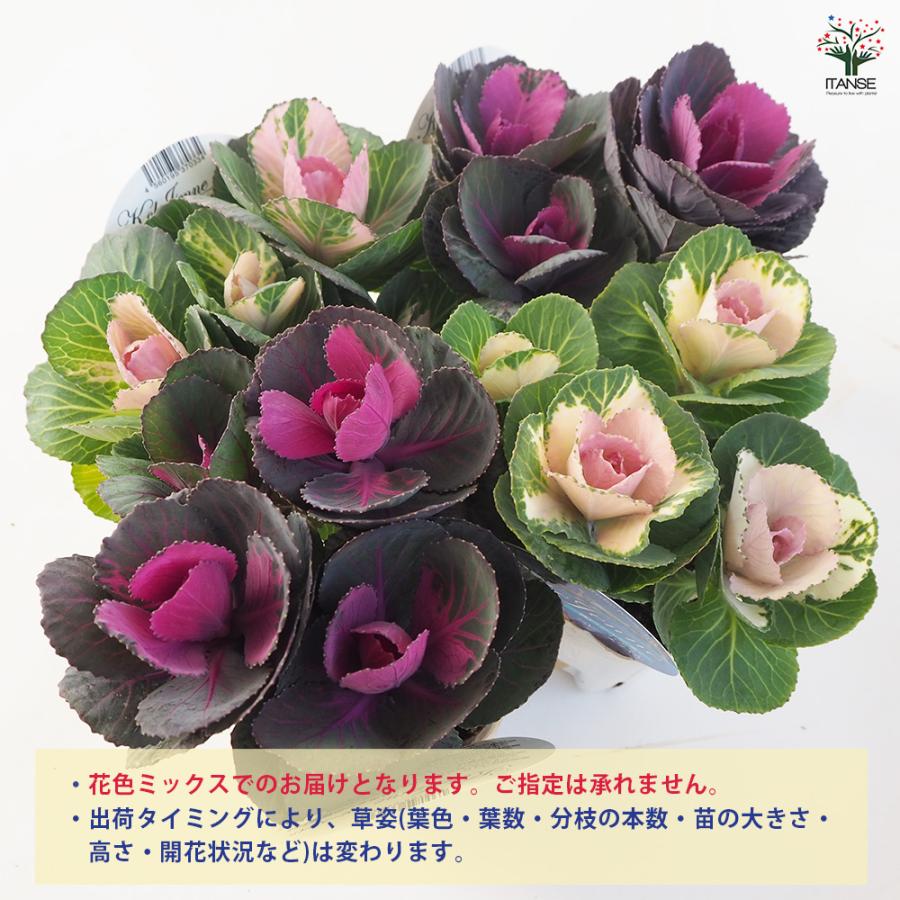 葉ボタン ベビースマイル 紅白色MIX 花苗 3号ポット/お買い得2個セット ハボタンの苗 葉牡丹 添え物 お正月 ガーデニング ギフト プレゼント : 野菜苗・植物・青果物販売のITANSE ...