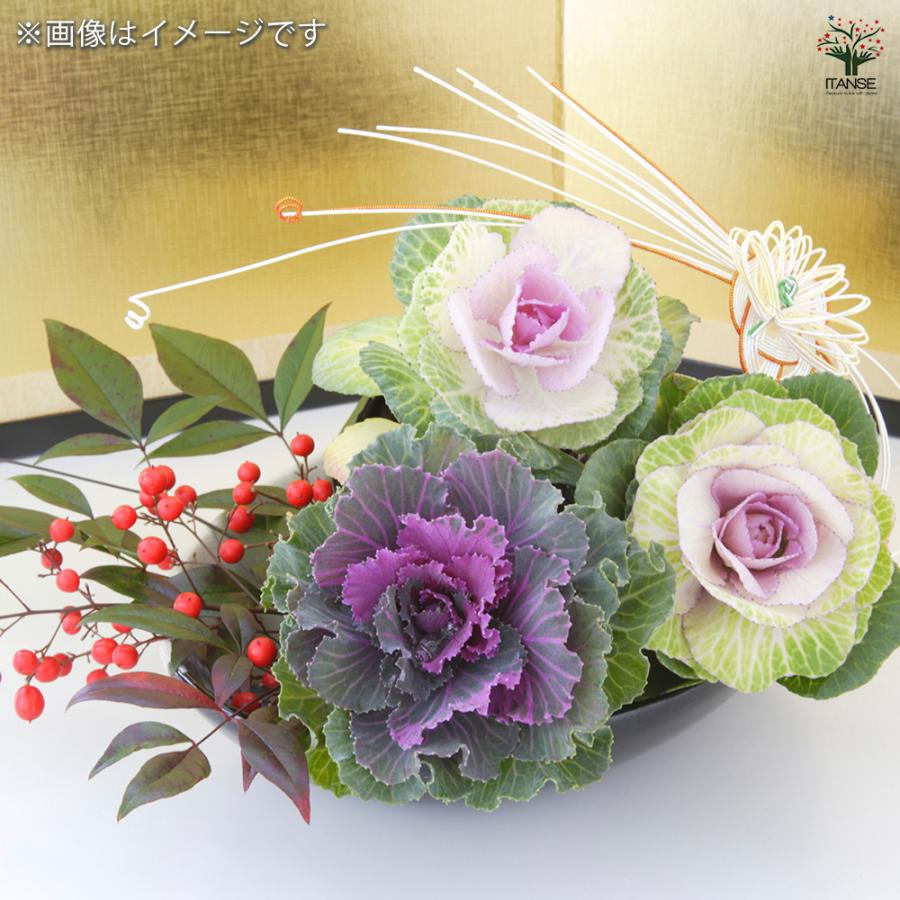 葉ボタン ベビースマイル 紅白色MIX 花苗 3号ポット/お買い得2個セット ハボタンの苗 葉牡丹 添え物 お正月 ガーデニング ギフト プレゼント : 野菜苗・植物・青果物販売のITANSE ...