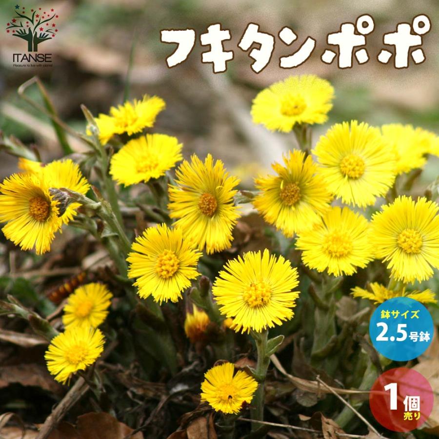 ITANSE フキタンポポ 花苗 2.5号ポット 1個売り 花の苗 フラワーガーデン 寄せ植え 送料無料 イタンセ公式 : han02025 : 野菜苗・植物・青果物販売のITANSE ...