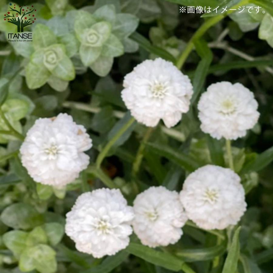 ITANSE ヘリクリサム ライムミニ 花苗 2.5号ロングポット 1個売り 花の