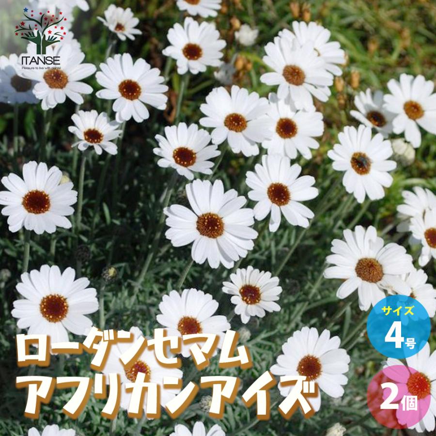 ITANSE ローダンセマム アフリカンアイズ /多年草 花苗 4号ポット お買い得2個セット 花の苗 フラワーガーデン 寄せ植え 送料無料 イタンセ公式 : 野菜苗・植物・青果物販売の ...