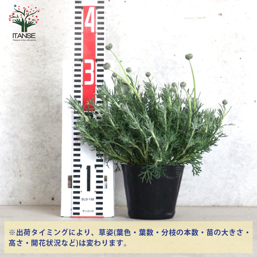 ITANSE ローダンセマム アフリカンアイズ /多年草 花苗 4号ポット お買い得2個セット 花の苗 フラワーガーデン 寄せ植え 送料無料 イタンセ公式 : 野菜苗・植物・青果物販売の ...