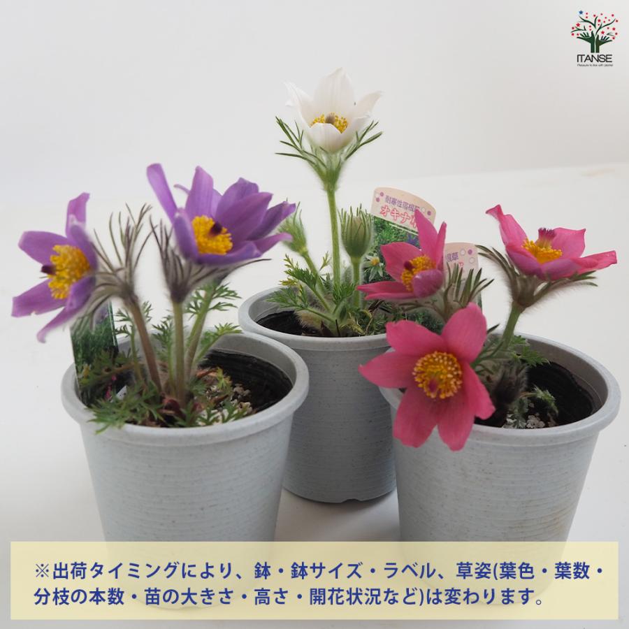 ITANSE オキナグサ(翁草) 色MIX見計らい 花苗 3号ポット 1個売り 花の苗 フラワーガーデン 寄せ植え 送料無料 イタンセ公式 : 野菜苗・植物・青果物販売のITANSE - 通販 ...