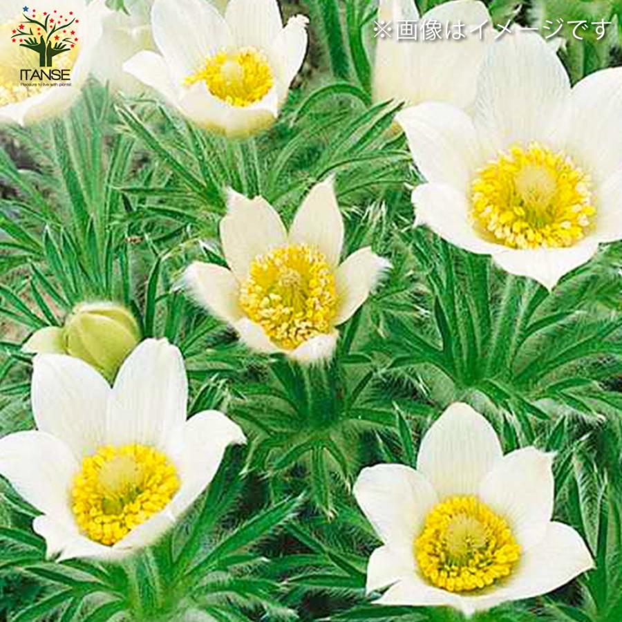 ITANSE セイヨウオキナグサ(西洋翁草) 色MIX見計らい 花苗 3号ポット 1個売り 花の苗 フラワーガーデン 寄せ植え 送料無料 イタンセ公式 :han02269:野菜苗・植物・青果物 ...