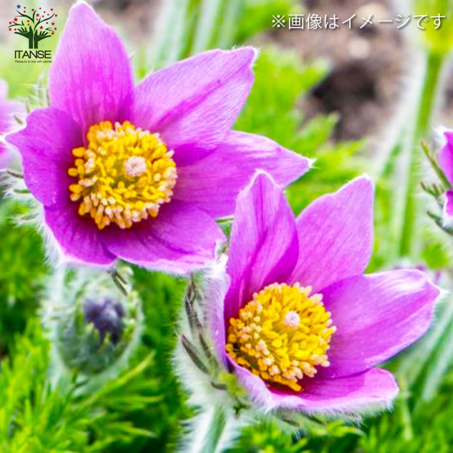 ITANSE セイヨウオキナグサ(西洋翁草) 色MIX見計らい 花苗 3号ポット お買い得6個セット 花の苗 フラワーガーデン 寄せ植え 送料無料 イタンセ公式 :han02273:野菜苗 ...