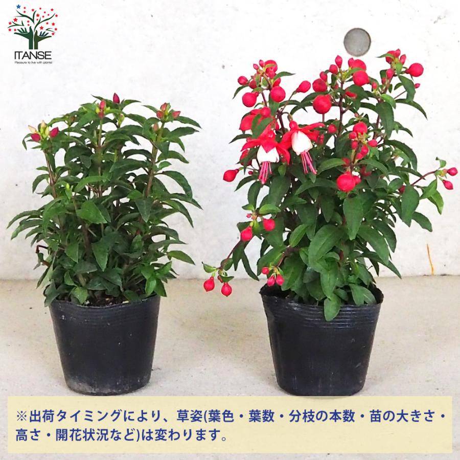 ITANSE フクシア プーニー 色MIX見計らい 花苗 3.5号ポット お買い得2個セット 花の苗 フラワーガーデン 寄せ植え 送料無料 イタンセ公式 :han02566:野菜苗・植物 ...
