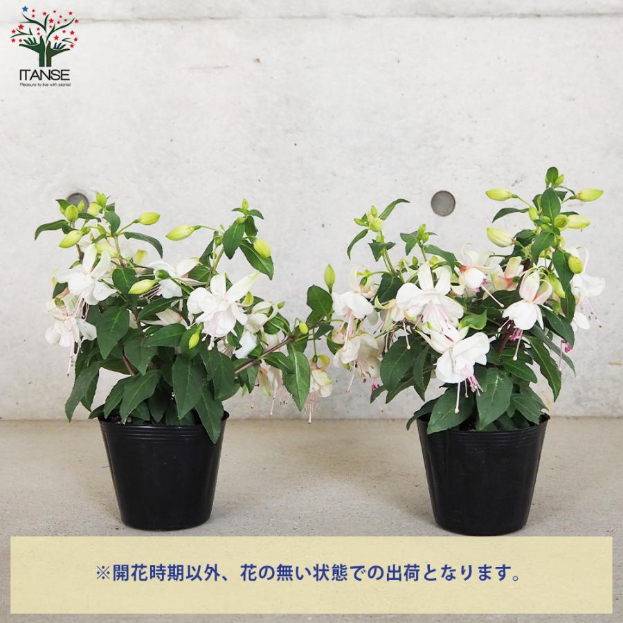 ITANSE フクシア プーニー 色MIX見計らい 花苗 3.5号ポット お買い得3個セット 花の苗 フラワーガーデン 寄せ植え 送料無料 イタンセ公式 :han02567:野菜苗・植物 ...