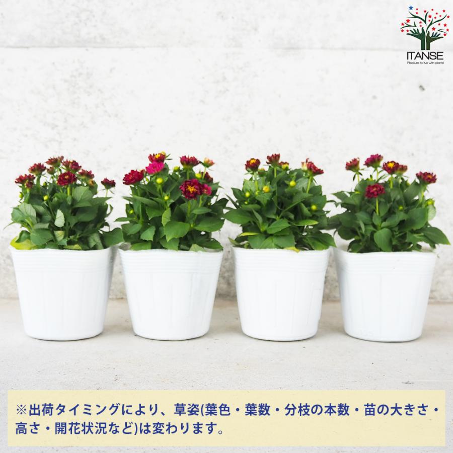 ITANSE ミニダリア 色MIX見計らい 花苗 3号ポット お買い得2個セット 花の苗 フラワーガーデン 寄せ植え 送料無料 イタンセ公式 : 野菜苗・植物・青果物販売のITANSE ...