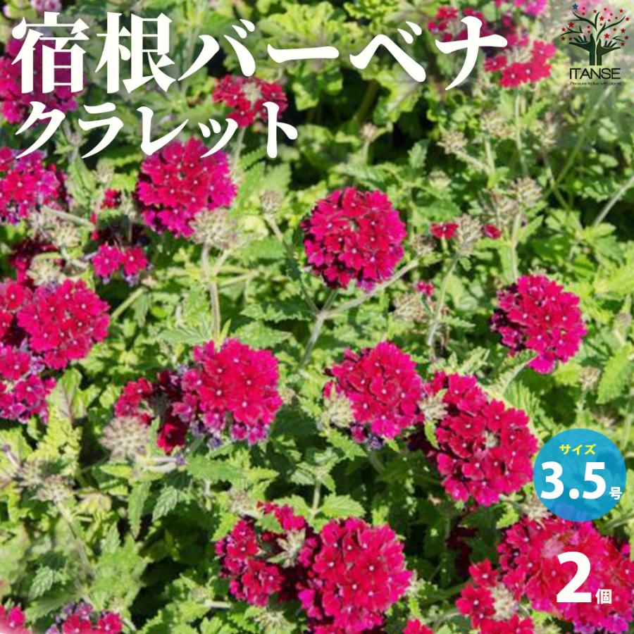 ITANSE 宿根バーベナ クラレット 花苗 3.5号ポット お買い得2個セット 花の苗 フラワーガーデン 寄せ植え 送料無料 イタンセ公式 : han02705 : 野菜苗・植物・青果物販売 ...