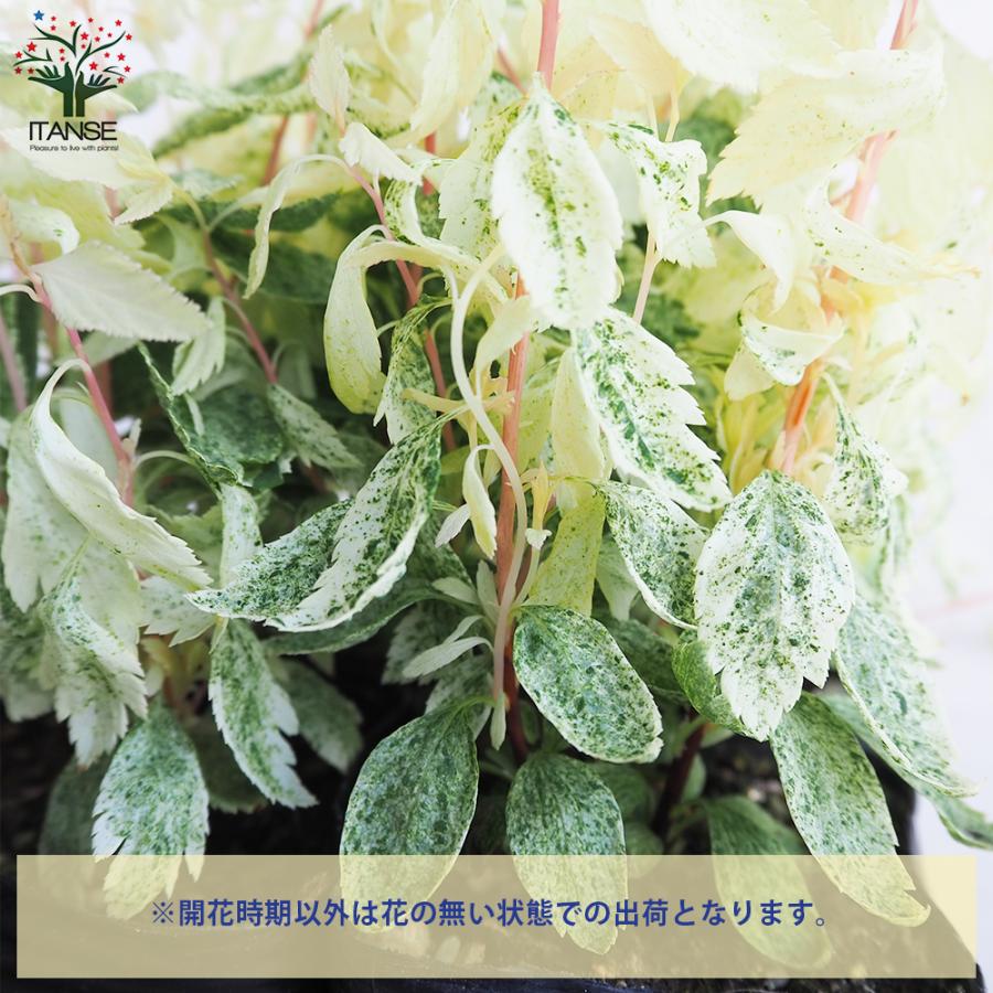 ITANSE コデマリ ピンクアイス 花苗 3号ポット 1個売り 花の苗 フラワーガーデン 寄せ植え 送料無料 イタンセ公式 : 野菜苗・植物・青果物販売のITANSE - 通販 ...