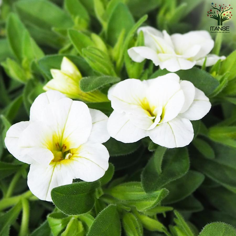ITANSE カリブラコア スノープリンセス 花苗 3.5号 お買い得12個セット 花の苗 フラワーガーデン 寄せ植え 送料無料 イタンセ公式 :han02839:野菜苗・植物・青果物販売の ...