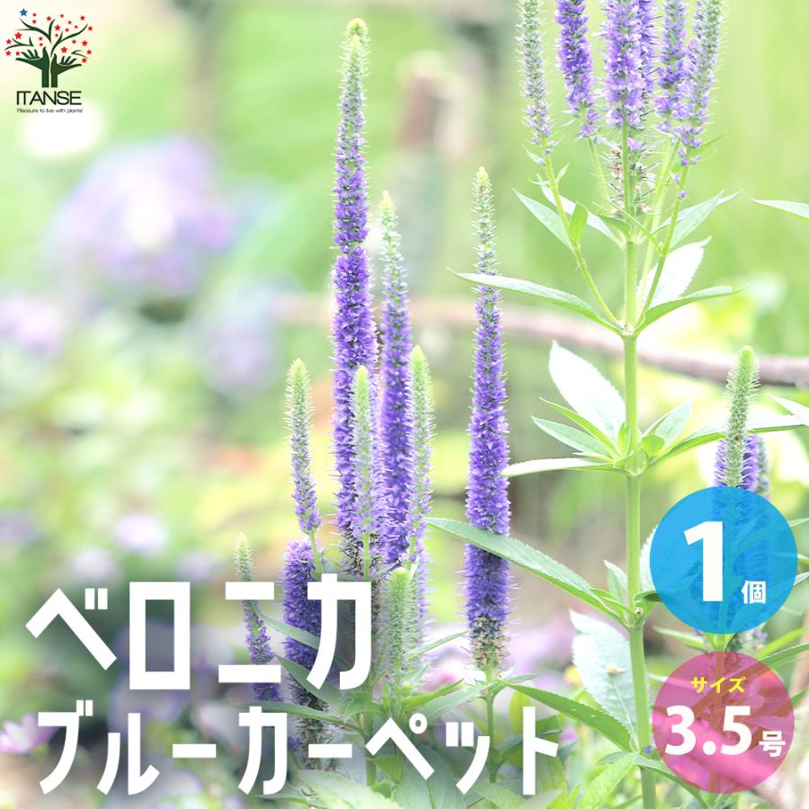 ITANSE ベロニカ ブルーカーペット 花苗 3.5号ポット 1個売り 花の苗 フラワーガーデン 寄せ植え 送料無料 イタンセ公式 : 野菜苗・植物・青果物販売のITANSE - 通販 ...