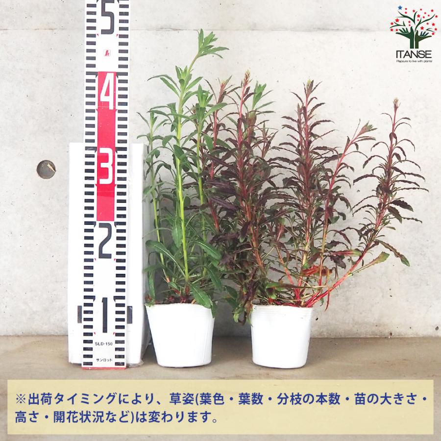 ITANSE ガウラ エミリーン 色MIX見計らい 花苗 3.5号ポット お買い得8個セット 花の苗 フラワーガーデン 寄せ植え 送料無料 イタンセ公式 : 野菜苗・植物・青果物販売の ...