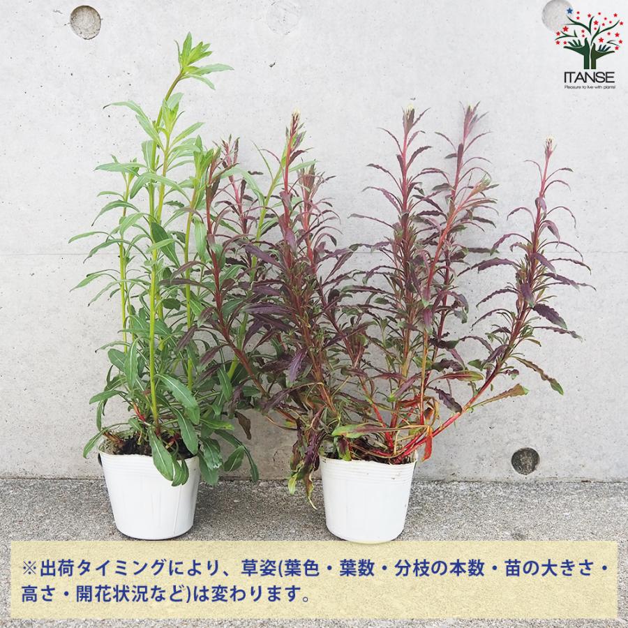 ITANSE ガウラ エミリーン 色MIX見計らい 花苗 3.5号ポット お買い得8個セット 花の苗 フラワーガーデン 寄せ植え 送料無料 イタンセ公式 : 野菜苗・植物・青果物販売の ...