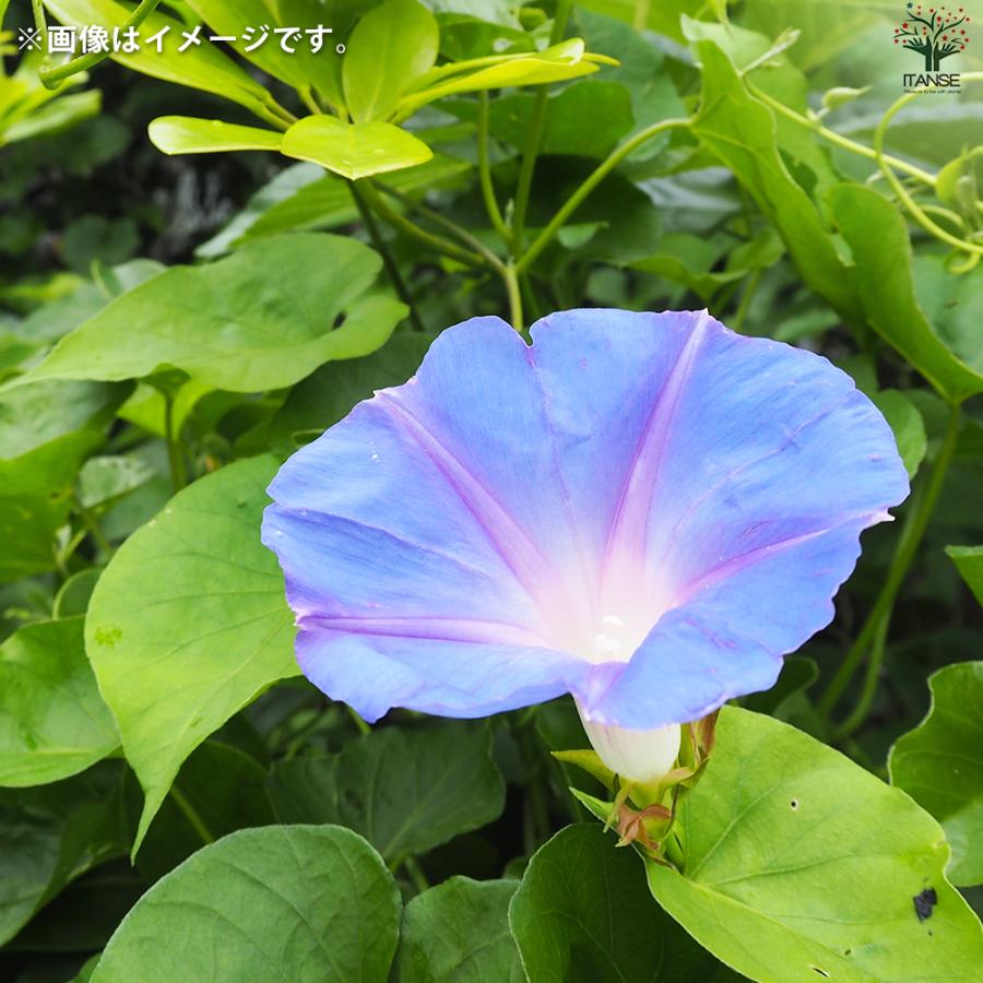 ITANSE 琉球朝顔 (リュウキュウアサガオ) 花苗 3.5号苗/1個売り 花 花の苗 リュウキュウアサガオ 野朝顔 宿根朝顔 アサガオ イタンセ公式 : 野菜苗・植物・青果物販売の ...
