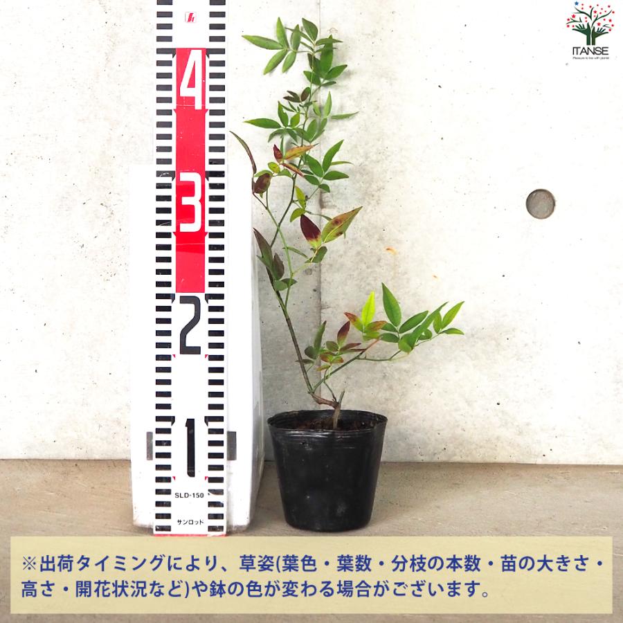 ITANSE モッコウバラ 白花 八重咲き 花苗 3.5号ポット/お買い得4個セット モッコウバラ苗 薔薇苗 バラ苗 イタンセ公式 : 野菜苗・植物・青果物販売のITANSE - 通販 ...